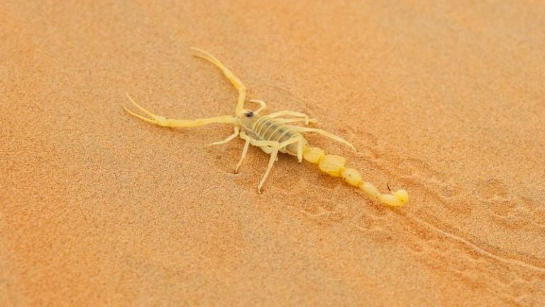 10 Hiding Spots For Scorpions In Your House