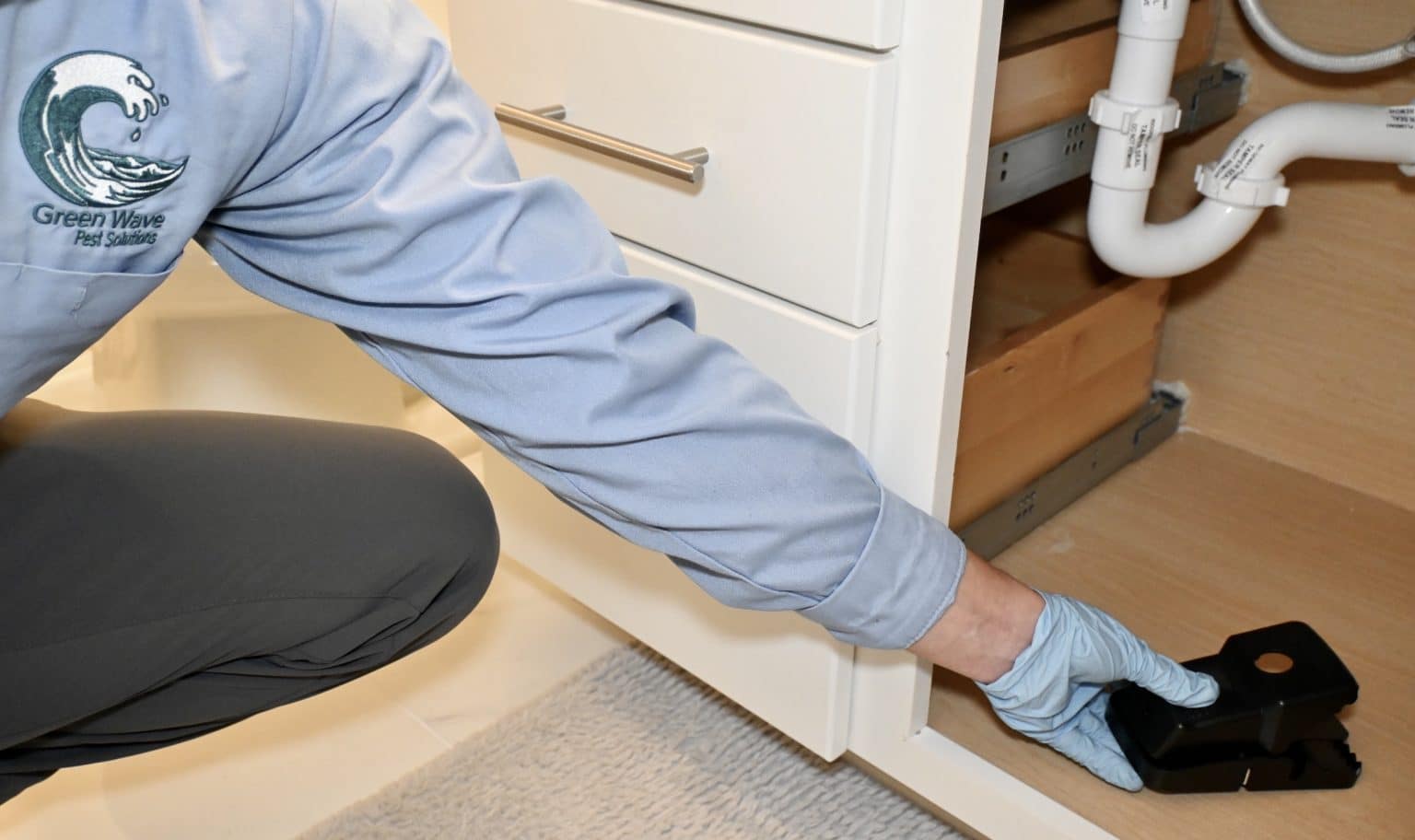 Rodent Pest Control Services | Green Wave Pest Solutions