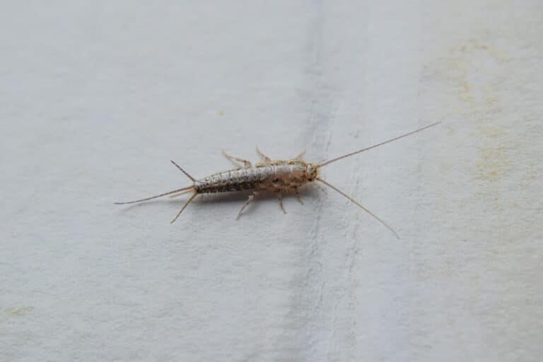 Silverfish Extermination Pest Control Services | Green Wave Pest Solutions