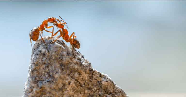Ant Types: Identify and Control | GreenWave Pest Solutions